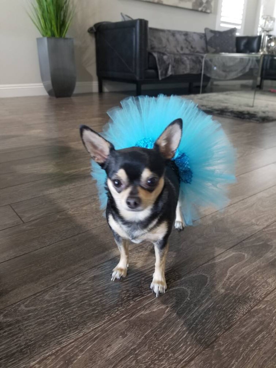Turquoise Dog Tutu. Party Tutu. Birthday Dog Tutu. - Etsy