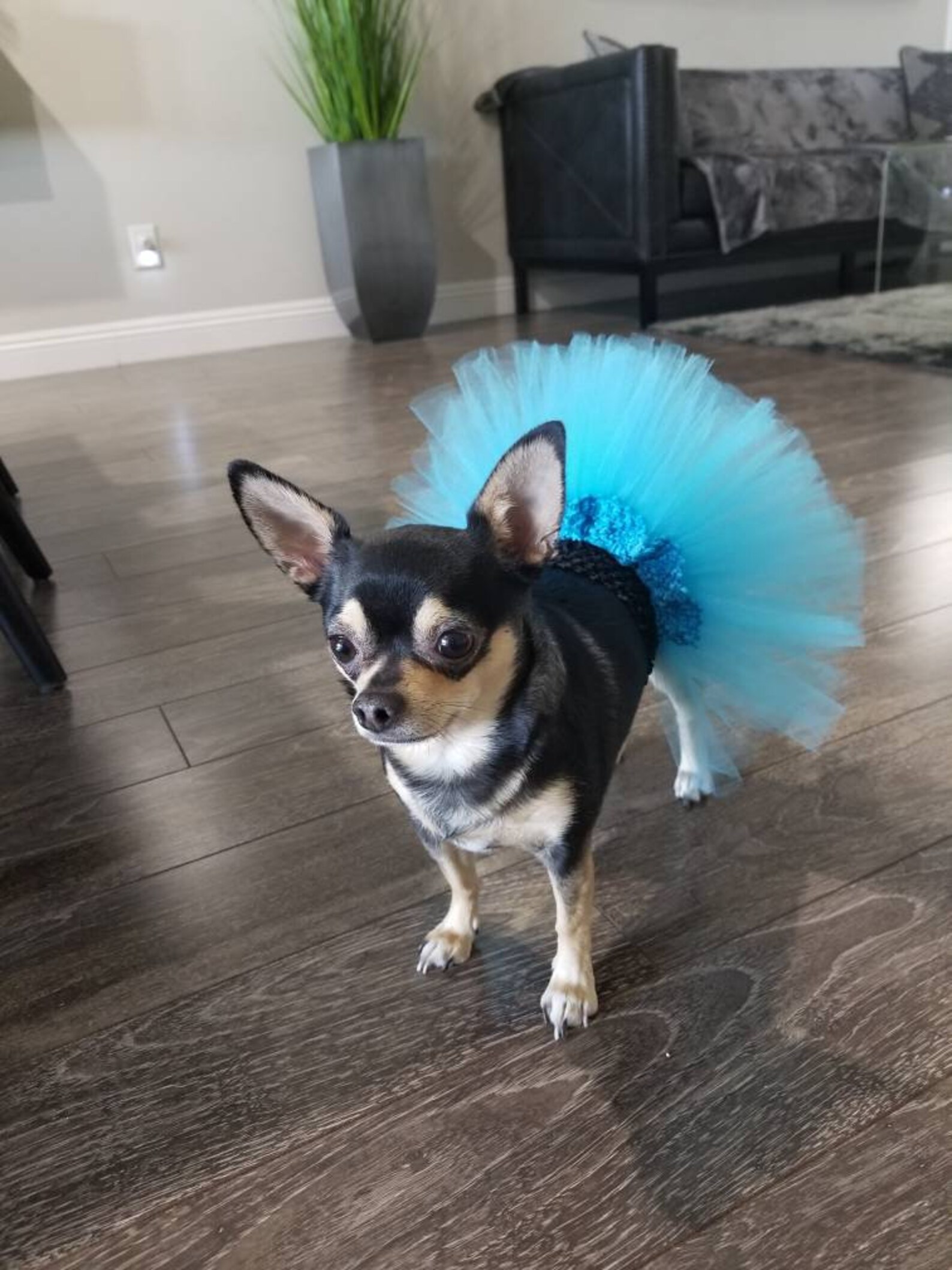 Turquoise Dog Tutu. Party Tutu. Birthday Dog Tutu. - Etsy