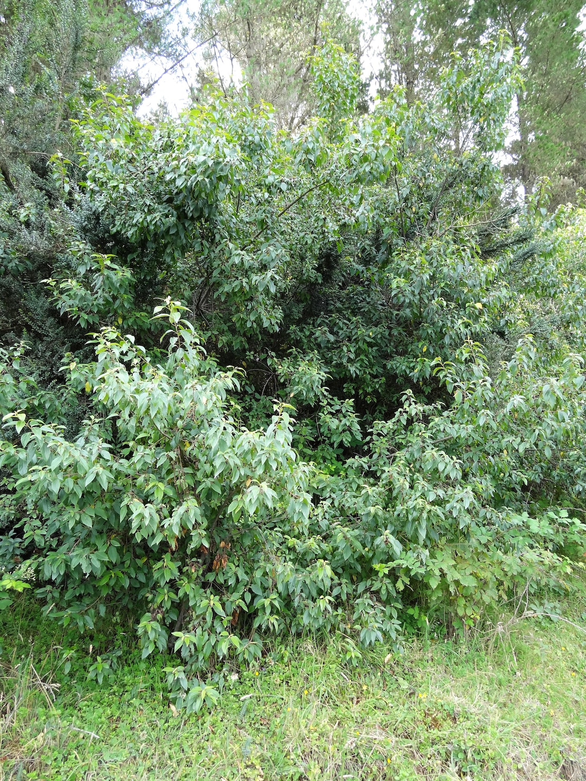 Aristotelia chilensis Maqui chilean wineberry 50 FRESH | Etsy