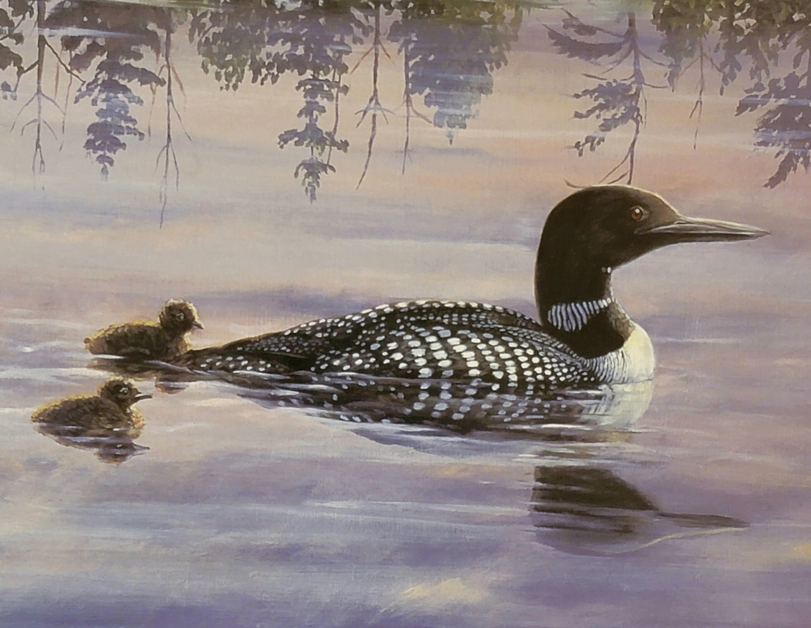 Loon Art, Signed Print, Open-edition, Boundary Waters, Wildlife Art ...