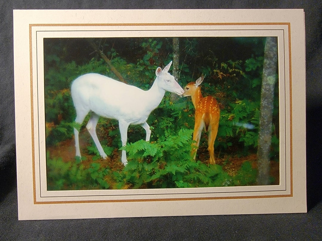 Deer Greeting Cards, Set of Six, Insides Are Blank and Can Be Used for ...