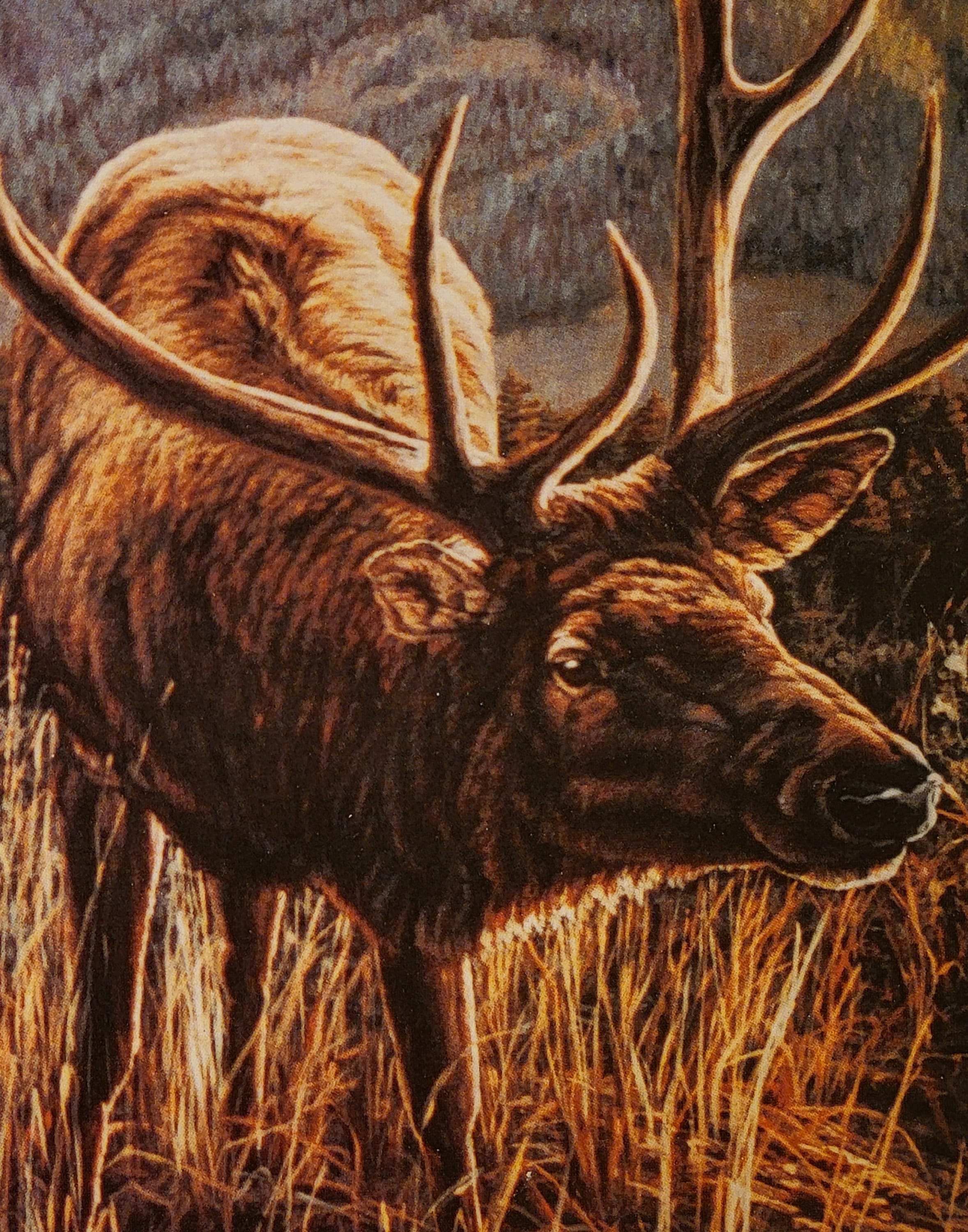 Elk Art, Signed Print, Open-edition, Yellowstone, Wildlife Art ...