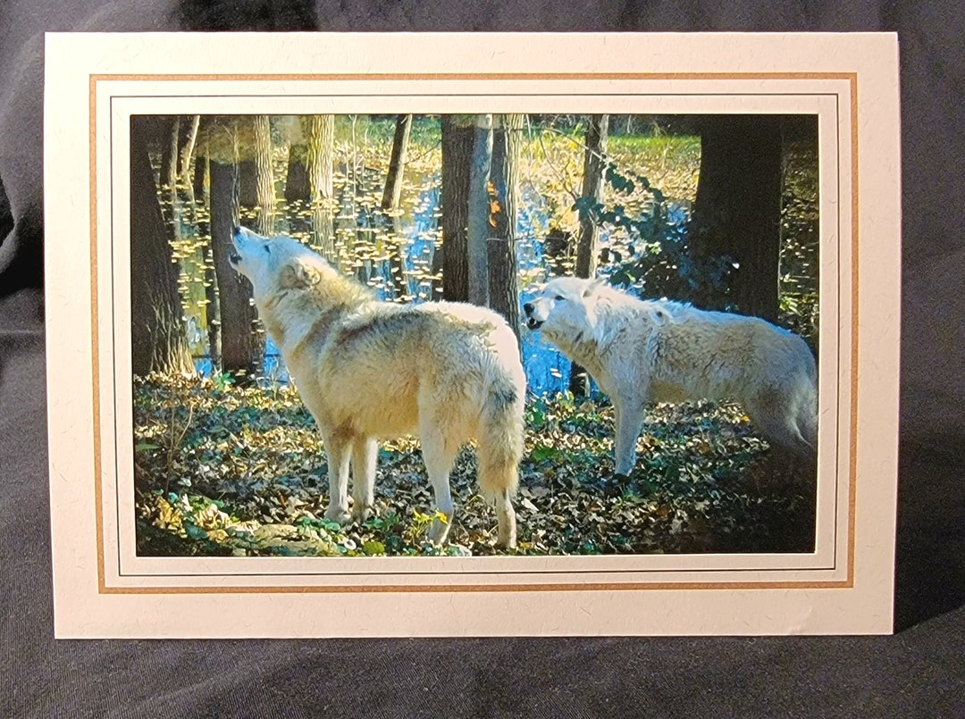 Wolf Greeting Cards, Wildlife Photography, All Occasions, Blank Insides ...