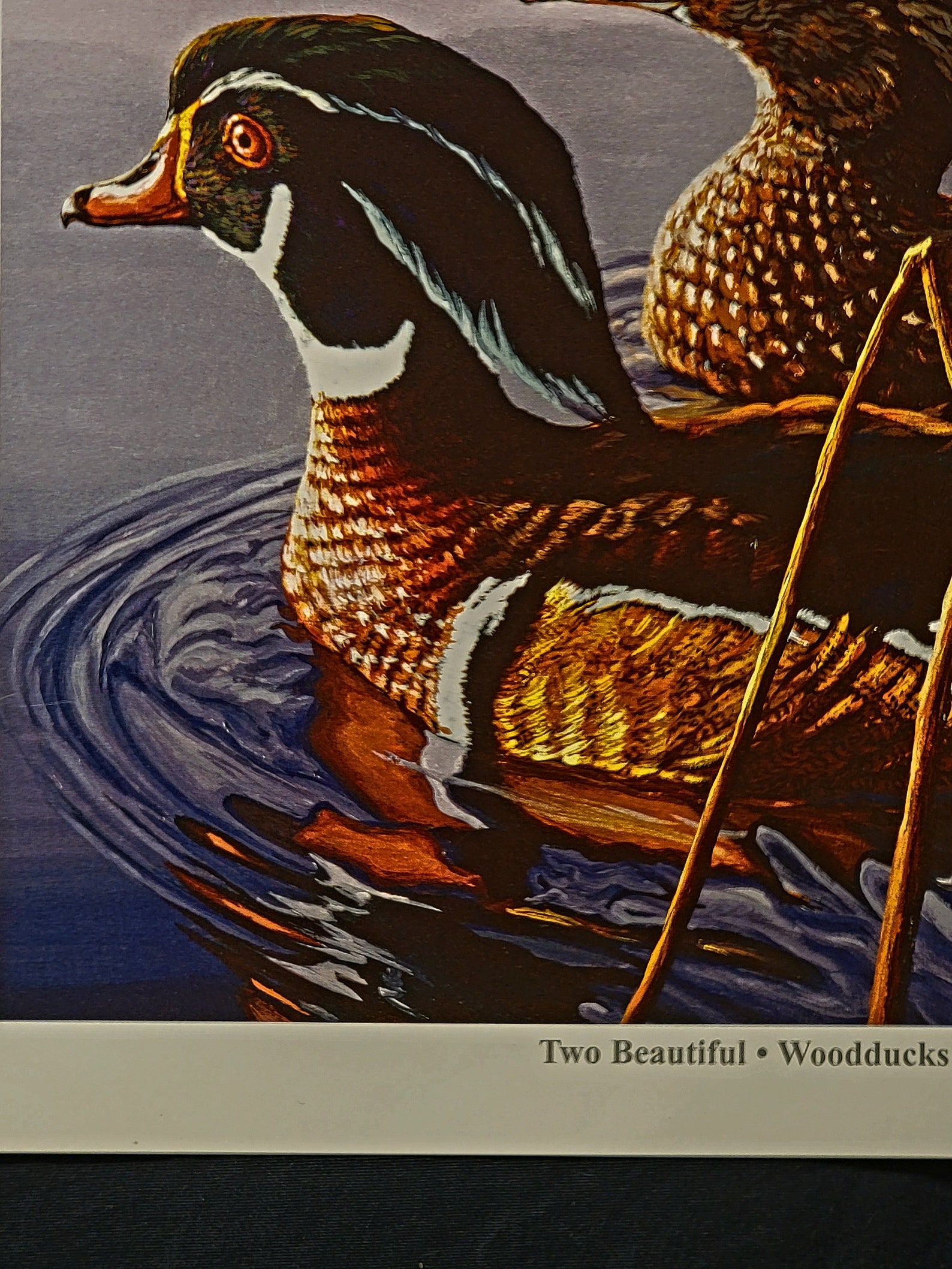 Duck Art, Sporting Art, Wood Ducks, Signed Print, Open-edition ...