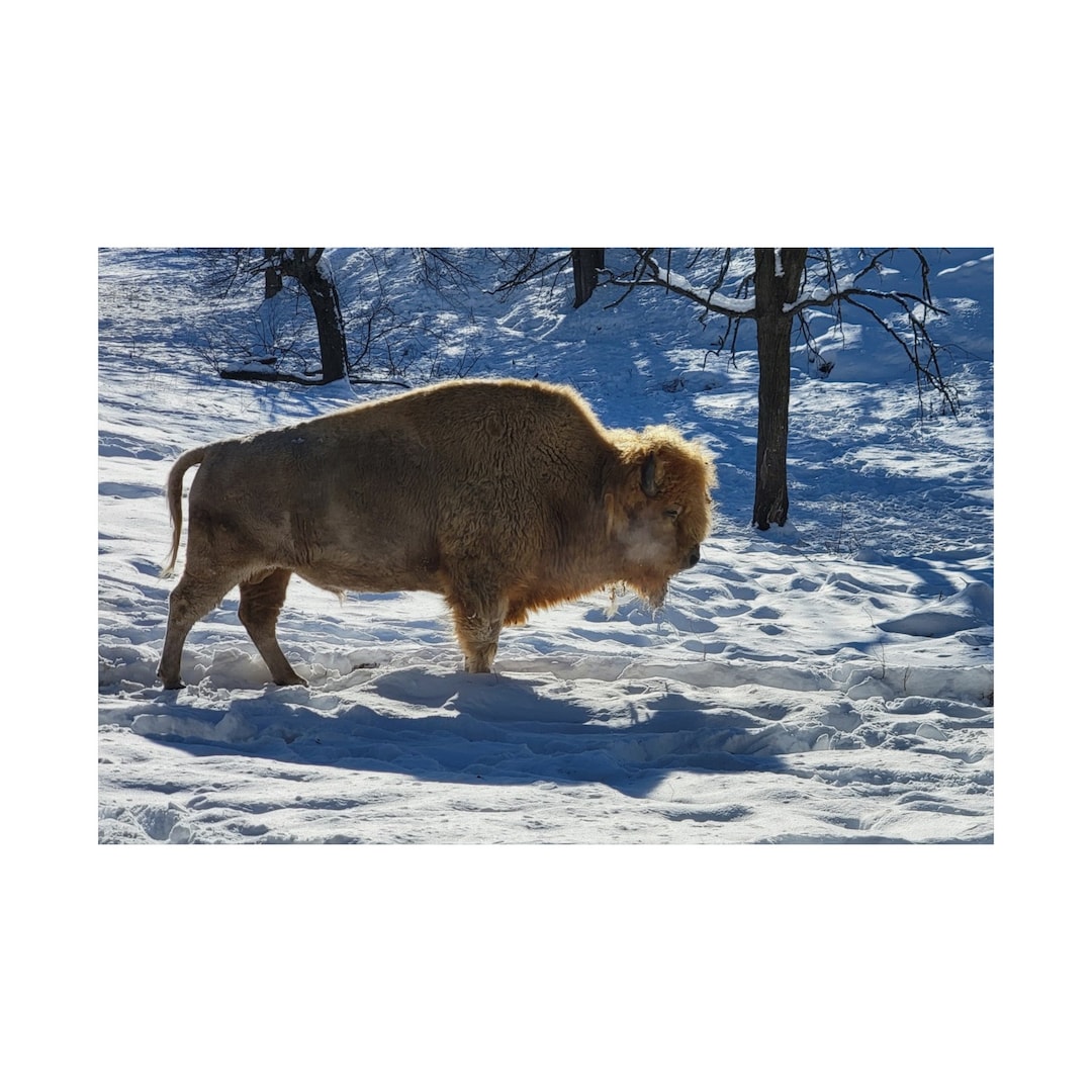 White Bison, Sacred White Buffalo, Buffalo Calf Woman, Artwork, Sacred ...