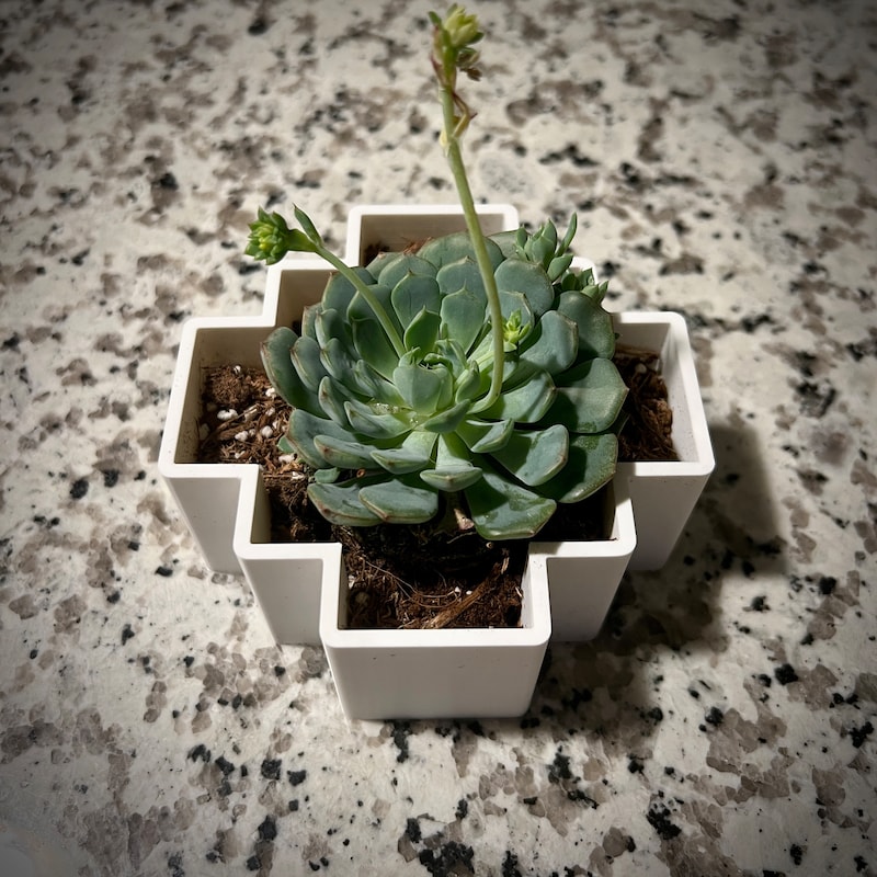 Candy Planter - Etsy