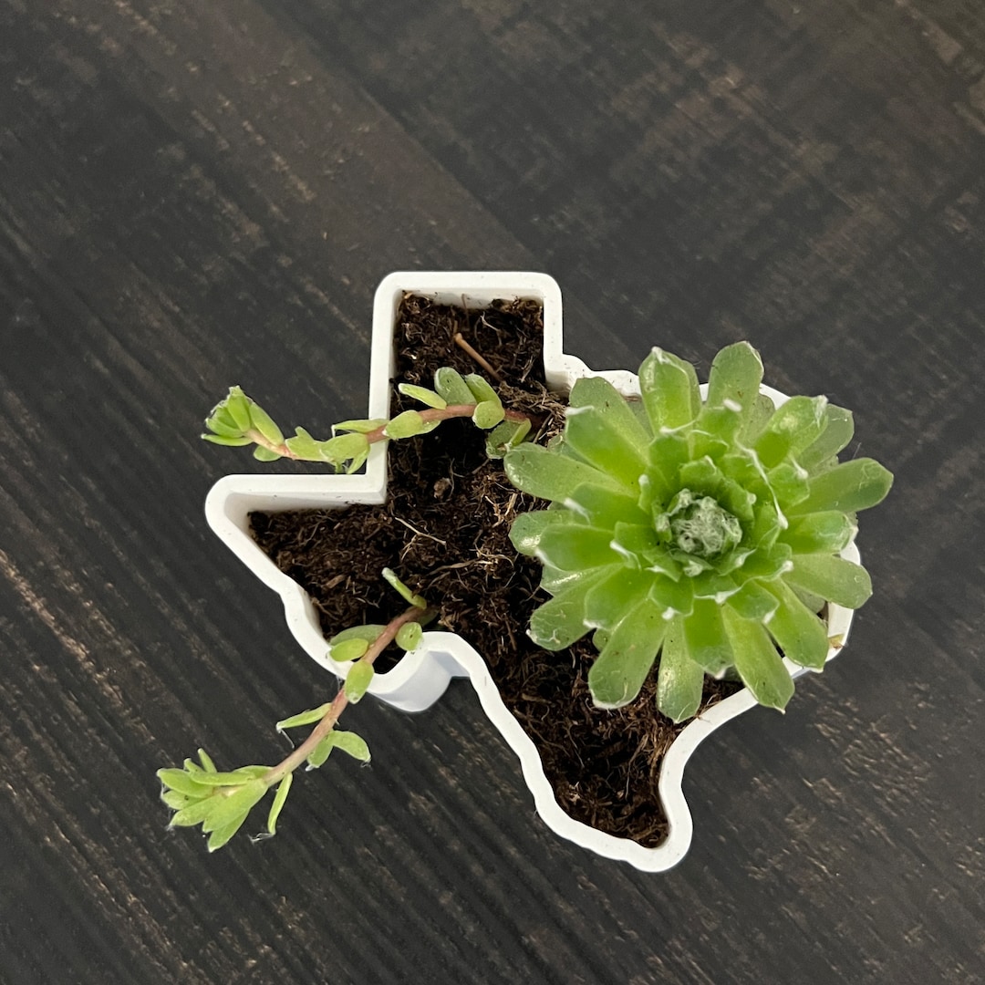 TEXAS State Shaped Succulent Planter, Candy Dish, Fillable Tray, 3D ...