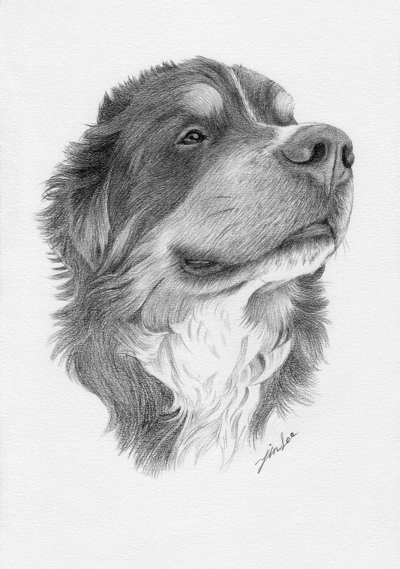 Pet Portraits Urns & Memorials Pet Supplies pencil drawing,pet drawing ...