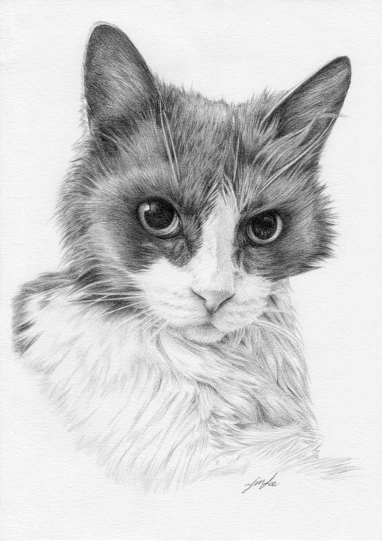 Custom cat portrait pencil drawing pet drawing pencil | Etsy
