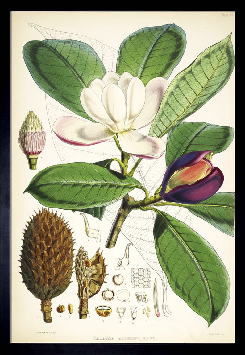 Botanical Illustration Himalayan, Botanic Print, Vintage Plant Poster ...