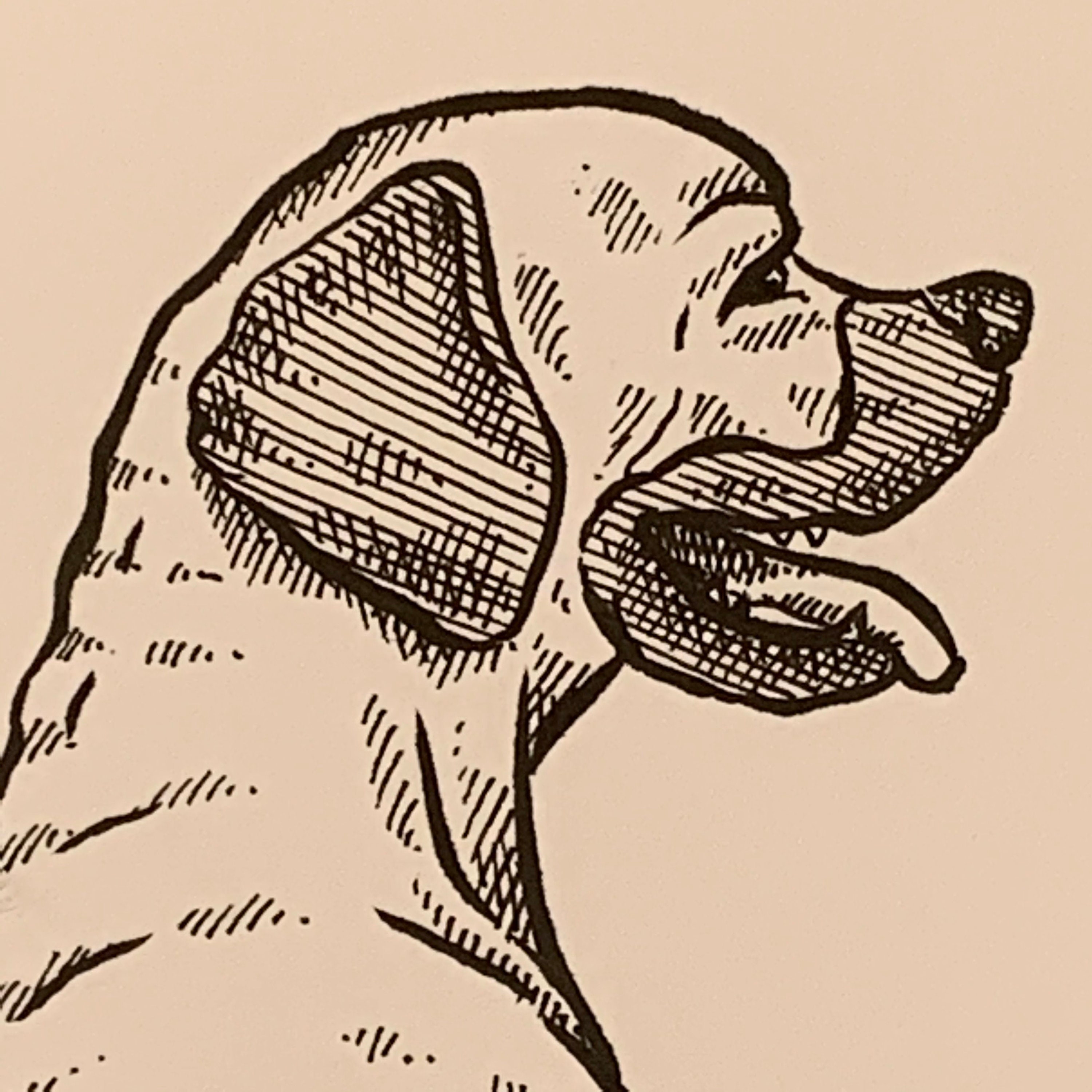 Rhodesian Ridgeback Original A5 Dog Illustration | Etsy