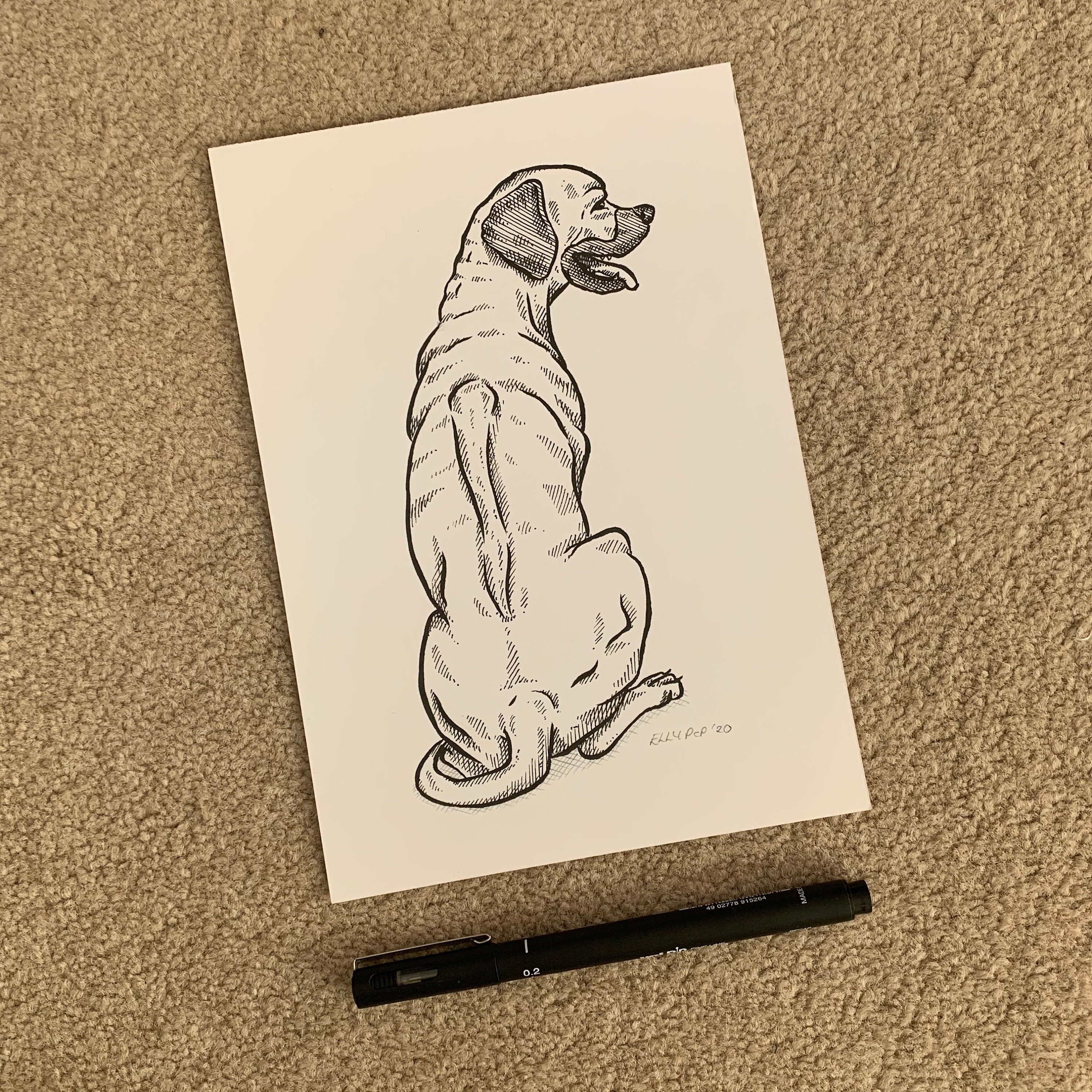 Rhodesian Ridgeback Original A5 Dog Illustration | Etsy