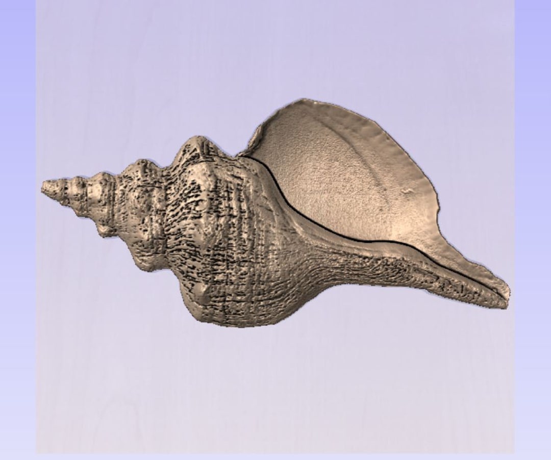 Conch Shell II Stl Model, Sea Shell Model - Etsy