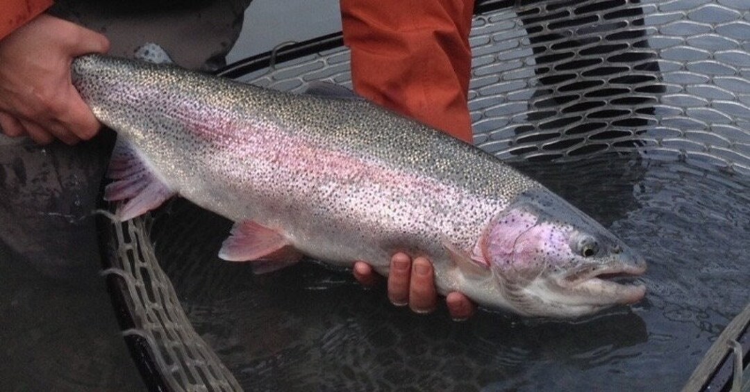 Fish Replica, STL Digital Model of Your Fish Picture for You to Carve ...