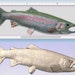 Rainbow Trout 2 Sided Stl, 3d Trout Stl, Fishing Stl, Rainbow Trout ...