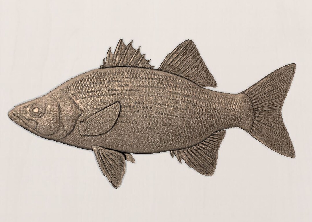 White Bass Stl, Hybred Bass Digital, Bass Model, Bass Wall Art, Bass ...