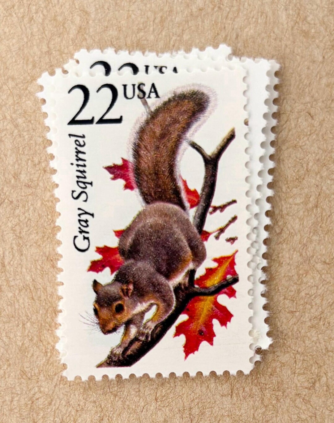 5 Unused Vintage Gray Squirrel Postage Stamps / North American Wildlife ...