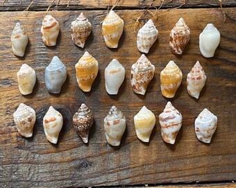 Rare Hawaiian Shell - Etsy