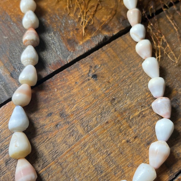 Hawaiian Cone Shell - Etsy