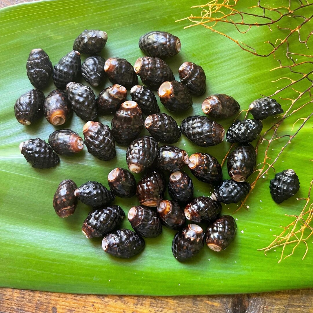 Hawaii Drupe Shells 14 Mm - 18 Mm | Granulated Drupe (arakawania ...