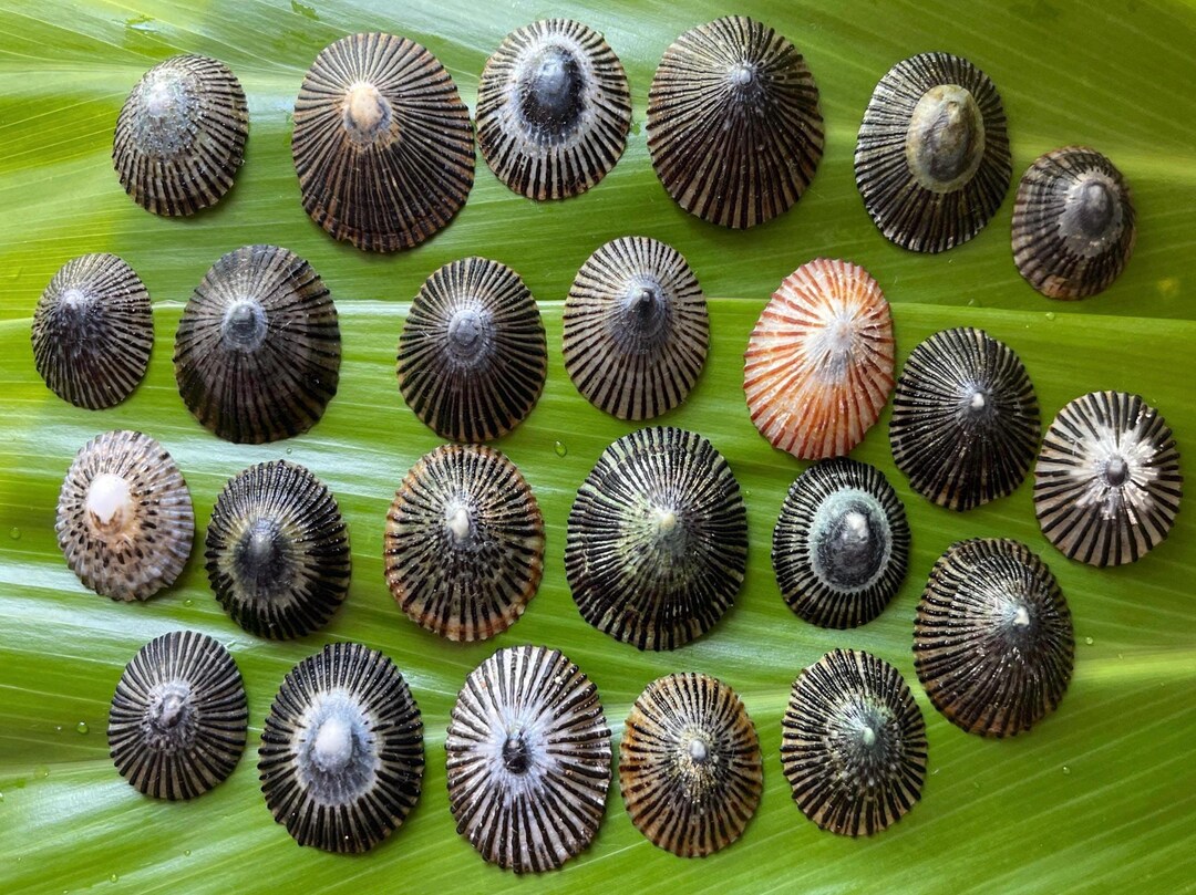 Hawaii Opihi Shells Mix 30 Mm 41 Mm Hawaiian Endemic Opihi Lot - Etsy