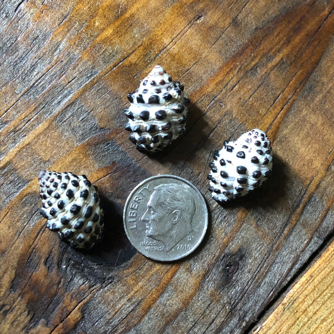 Grape Drupes, Hawaii Shell Mix, Purple Drupe Shells, Hawaii Drupe ...