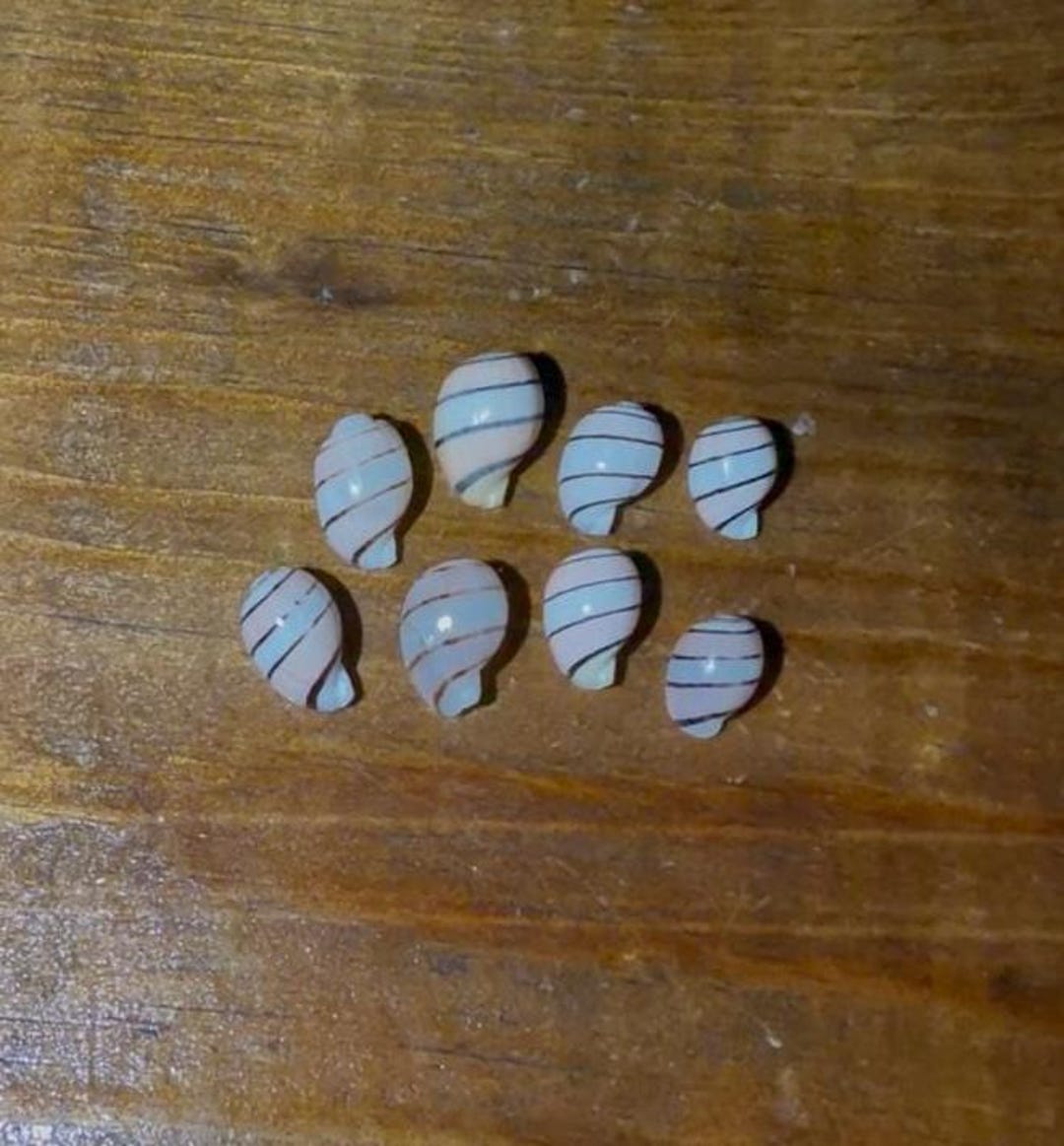 Swollen Bubble Shells 8 PC Lot | Hydatina Amplustre | Hawaii Flag ...