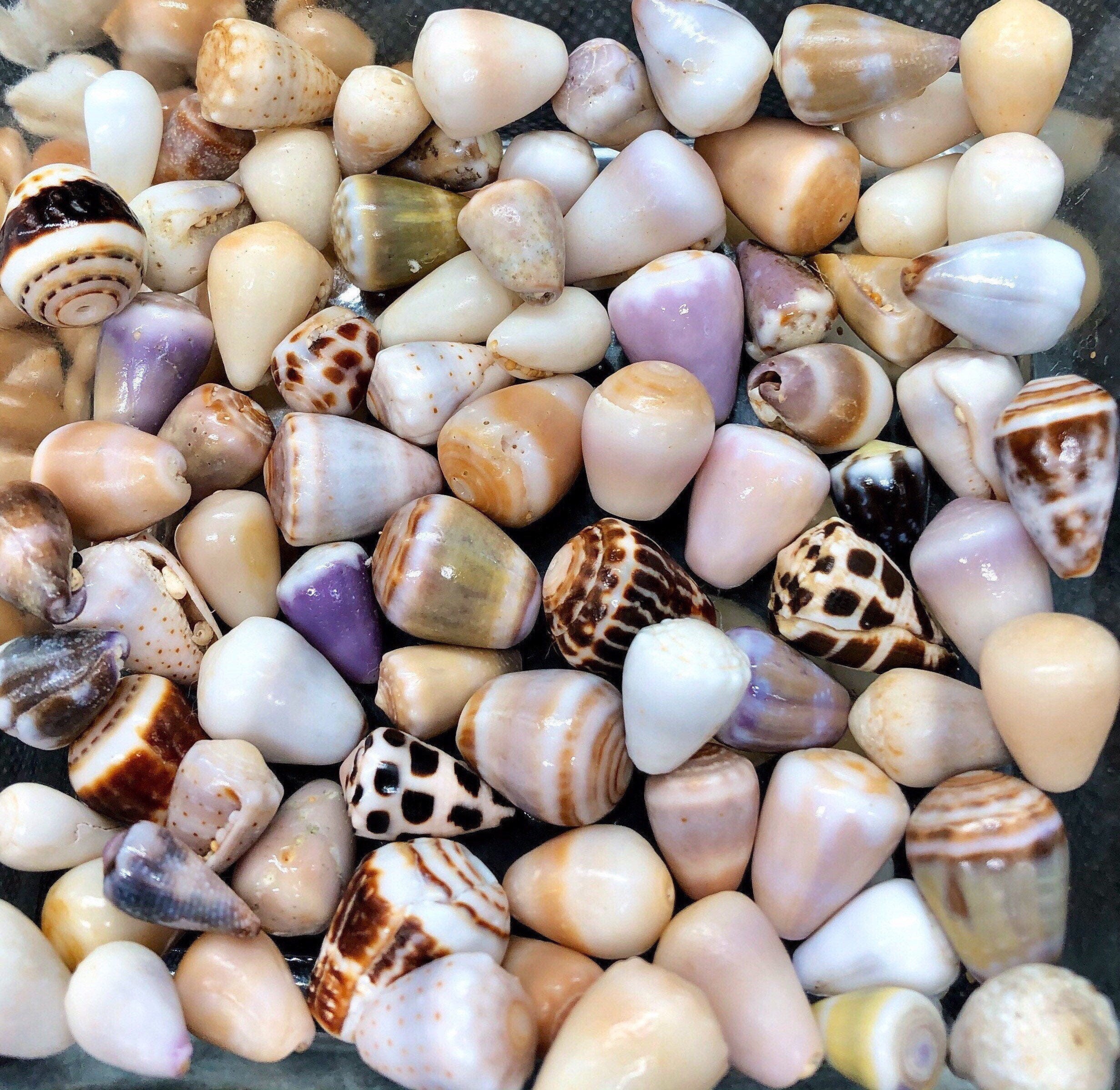 Hawaiian Seashells for sale | Only 3 left at -75%