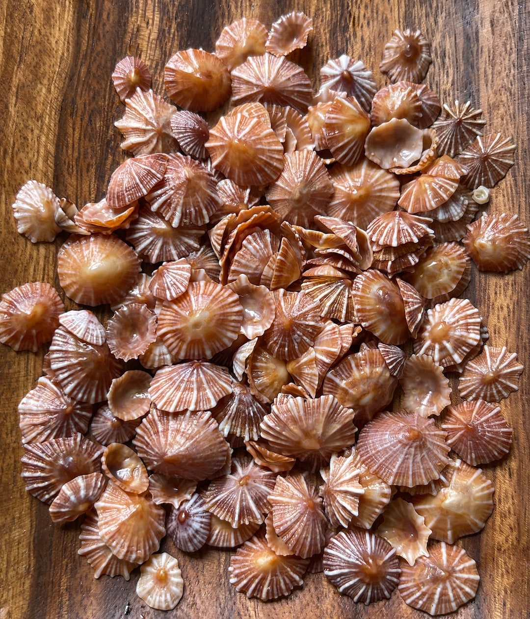 Hawaii Opihi awa Mix Hawaii False Opihi Limpet Lot Hard to Come by Hues ...