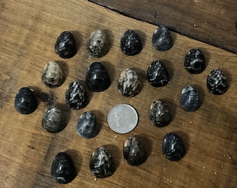 Hawaii Pipipi nerite Shells Mix Pipipi Kupee Bracelet Shell - Etsy