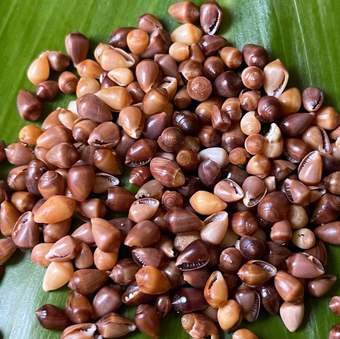 225 PC Caramel Poleho Shells Mix med-large Poleho Coffee Bean Shells ...