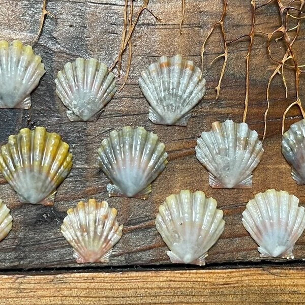 Rare Hawaiian Shell - Etsy