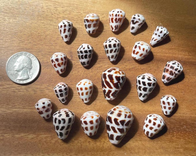 Brown Hebrew Cone Shells Mix | Hawaii Cone Shells for Bangle Bracelets ...