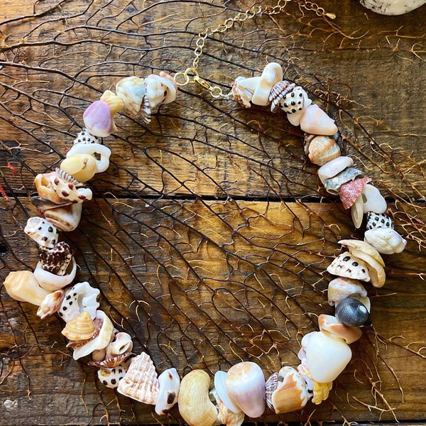 Rare Sunrise Shell - Etsy