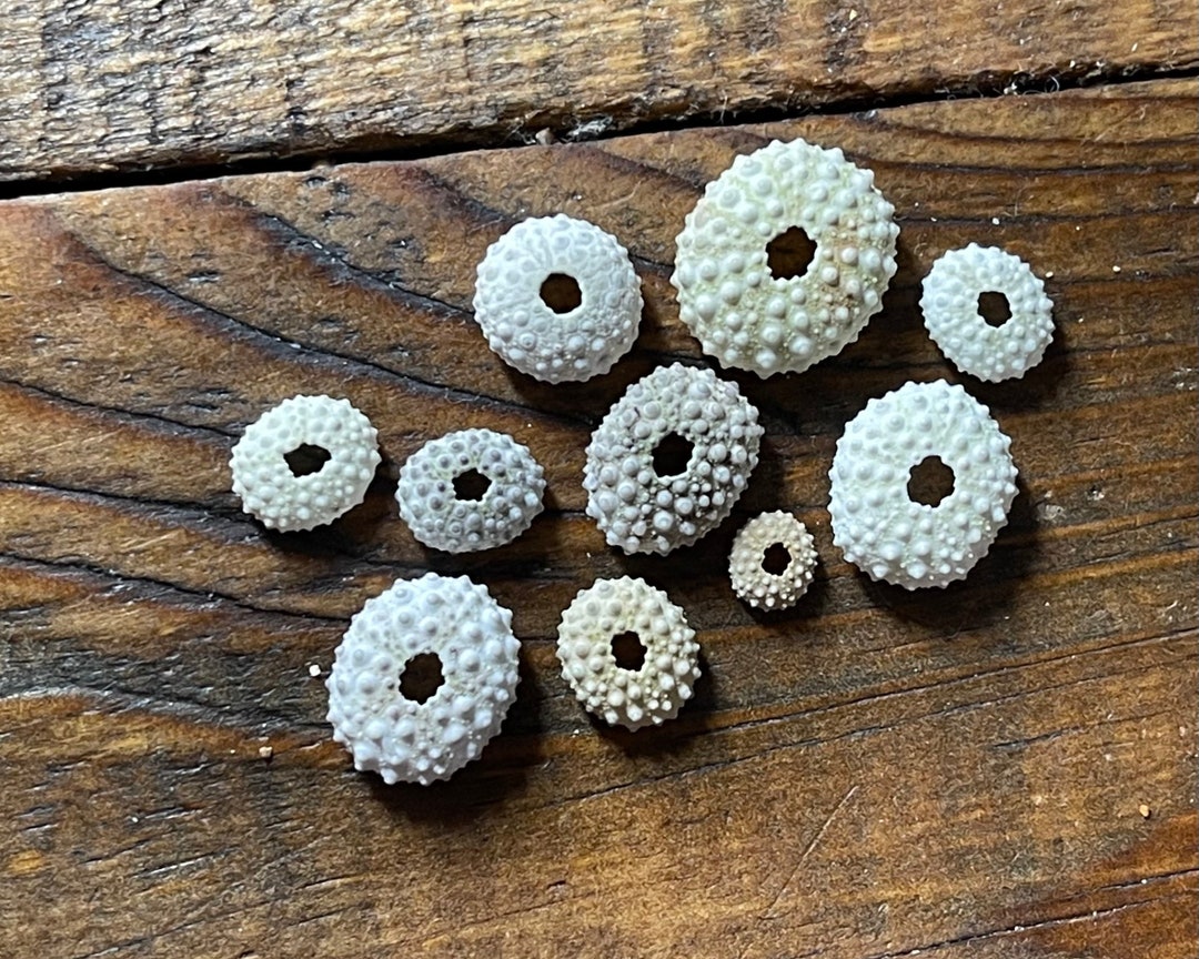 Small Hawaiian Urchin Shell Mix Hawaii Micro Shells Lot 1109 - Etsy