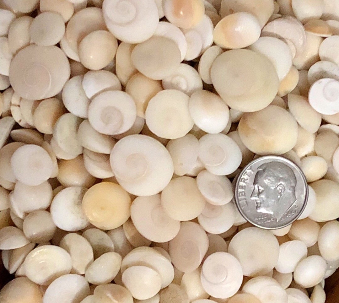 Hawaii Shiva Eye Shells (medium - Large, 3/8 Inch to 5/8 Inch) | Shell ...