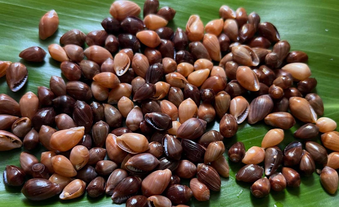 200 PC Gold Caramel Poleho Shells Mix Poleho Coffee Bean Shells for ...