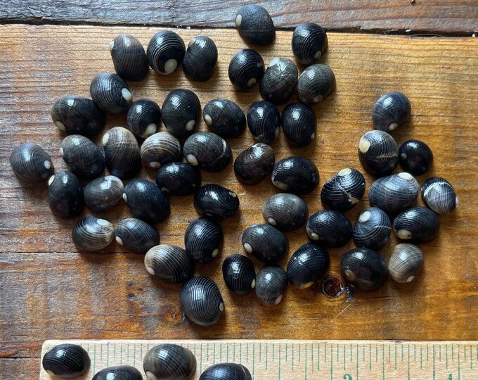 Hawaii Pipipi (nerite) Shells Mix, Pipipi Kupee Bracelet Shell Lot #80 ...