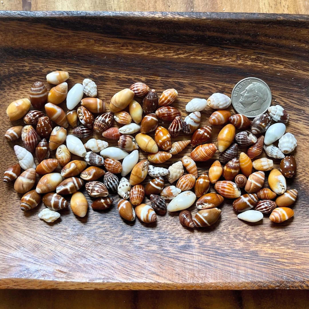 Hawaiian Miter Shells Mix 100 PCS | Hawaii Shells Supply | Hawaii Micro ...
