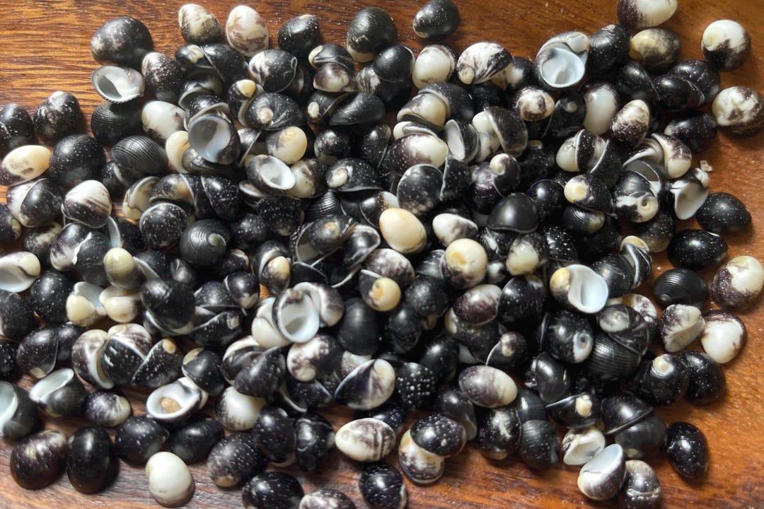 Hawaii White Speckled Pipipi (8 Mm - 9 Mm) 100 PCS | Hawaiian Endemic ...