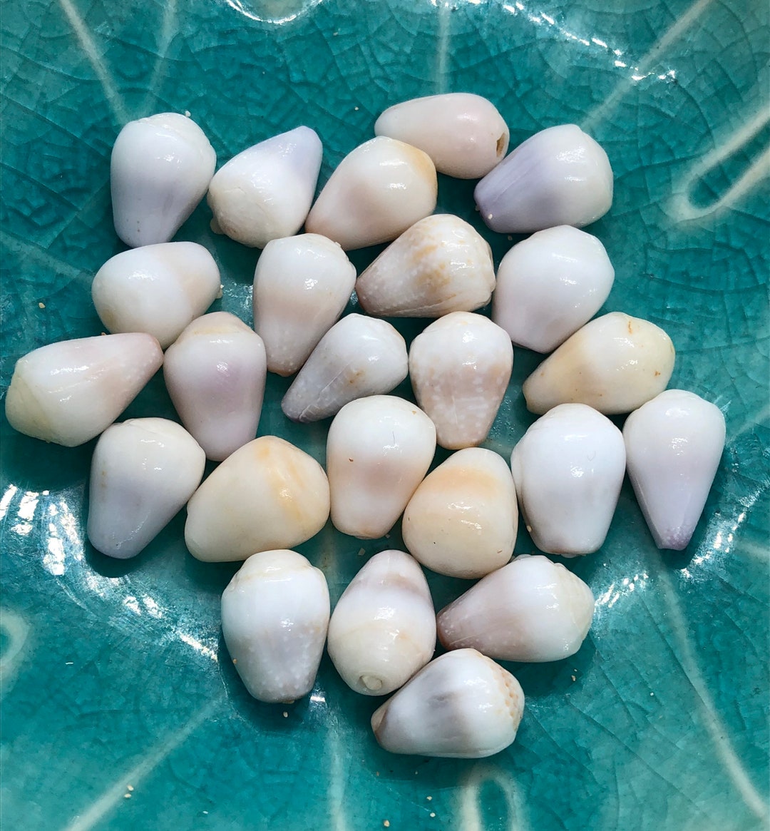 Hawaii Cone Shells Mix Pastel Cone Shell Lot Hawaiian Dwarf Cone Shells ...