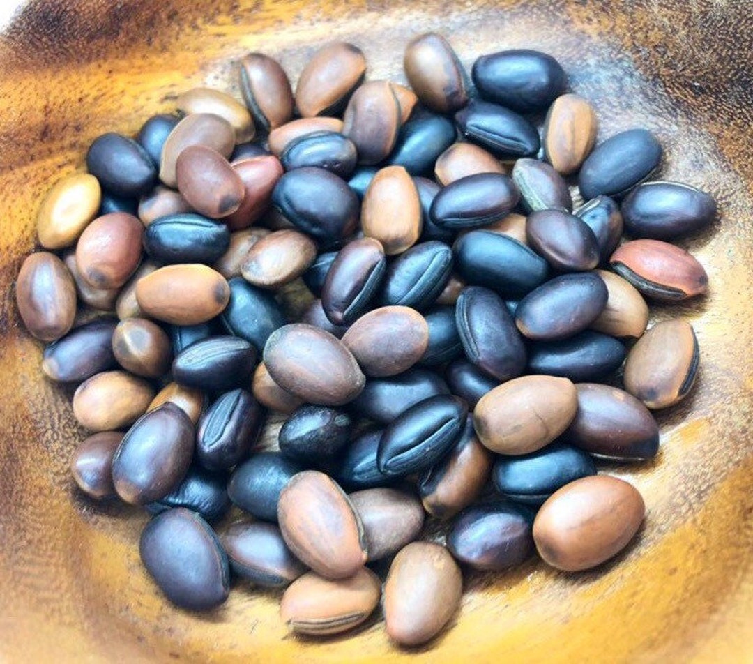Hawaiian Seeds for Lei Making 100 PC | Hawaii Sea Bean, Hawaii Drift ...