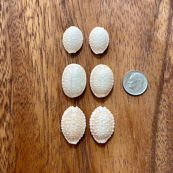 Cowrie Shells - Etsy