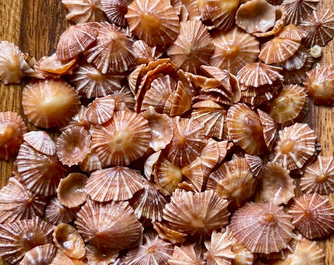 Hawaii Opihi awa Mix Hawaii False Opihi Limpet Lot Hard to Come by Hues ...