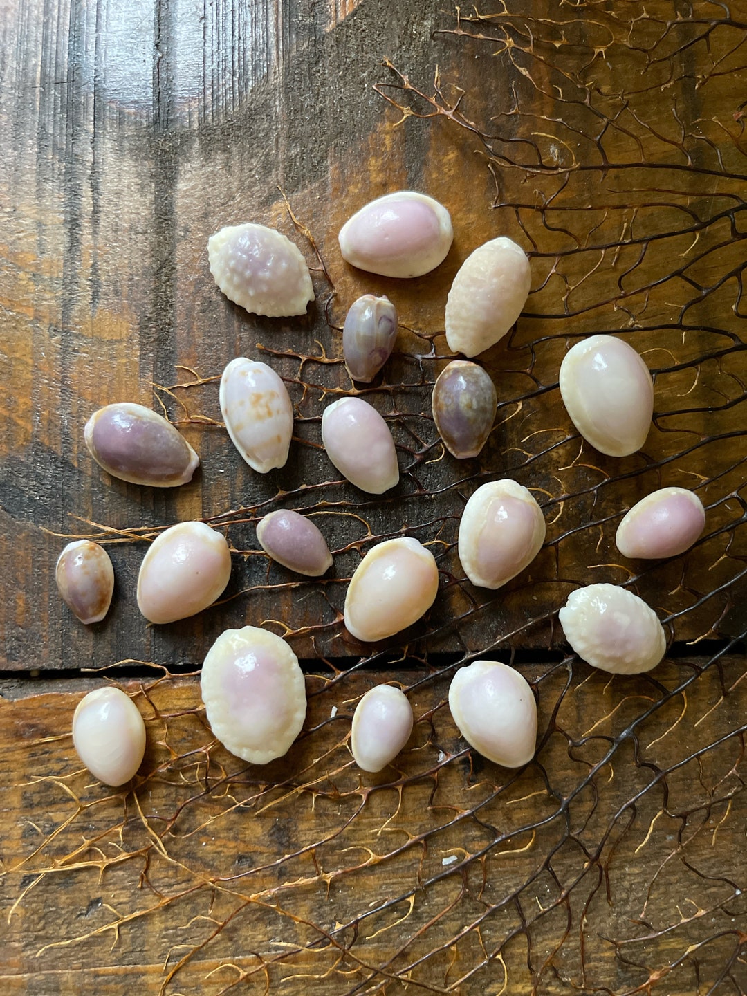 Surf Tumbled Hawaii Cowries Purple Cowries Mix 20 PC Lot - Etsy