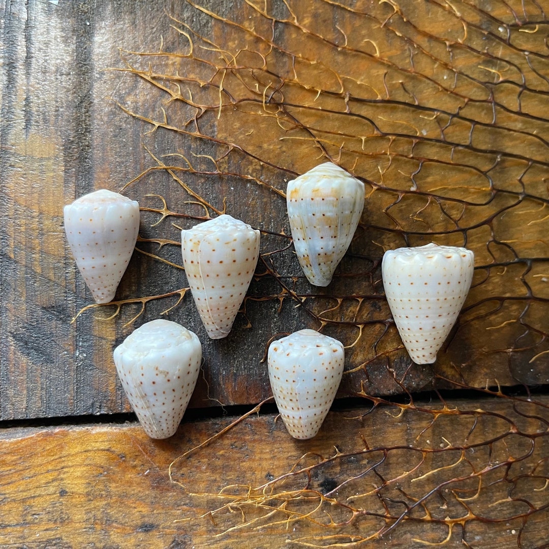 Abbreviated Cone Shells Mix Hawaii Cone Shell Mix 1034 - Etsy