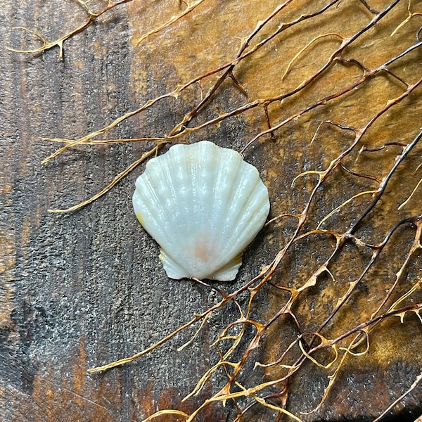 Sunrise Shell - Etsy