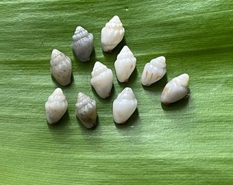 Niihau Shells - Etsy