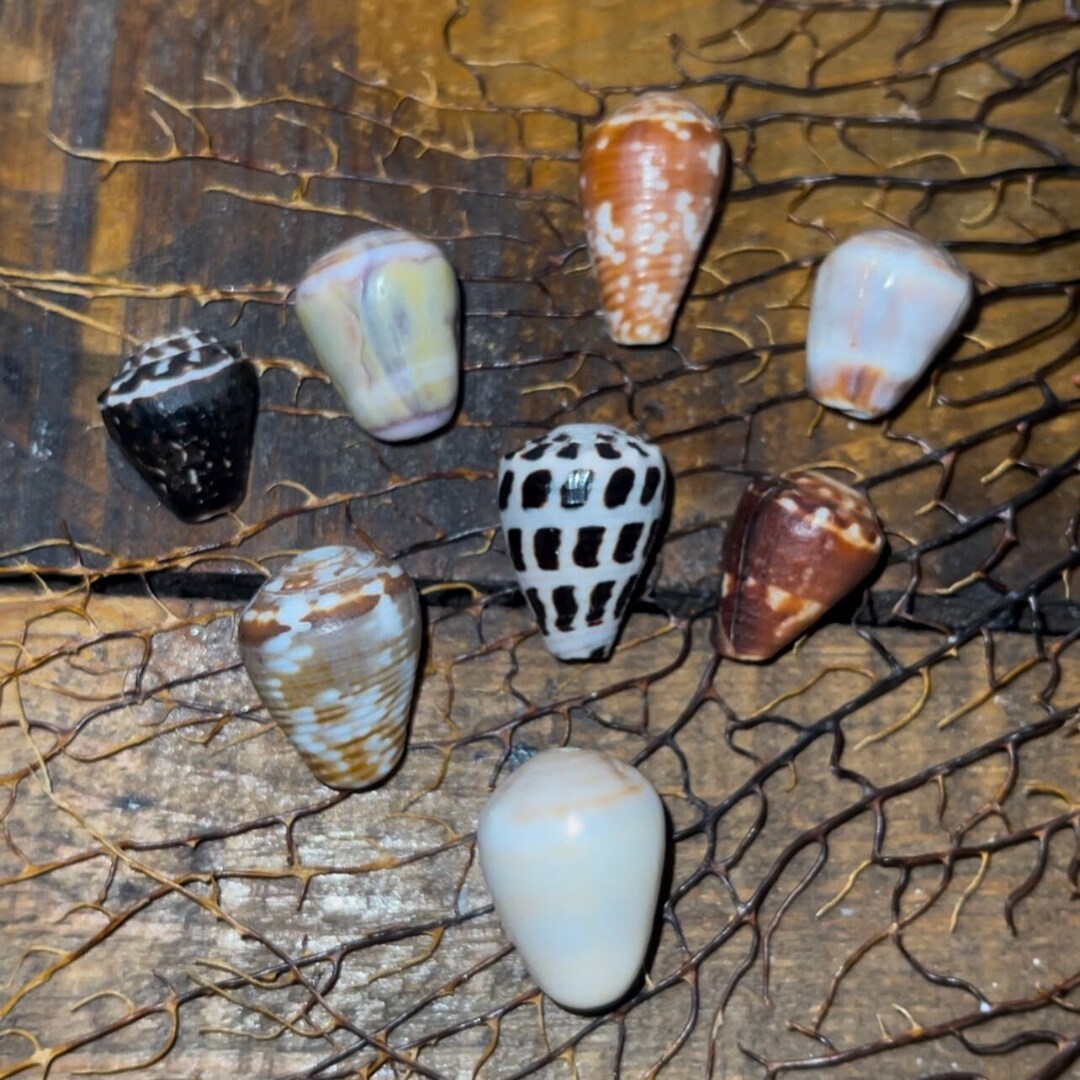 PRE DRILLED Bangle Cone Shell Mix 1801 - Etsy