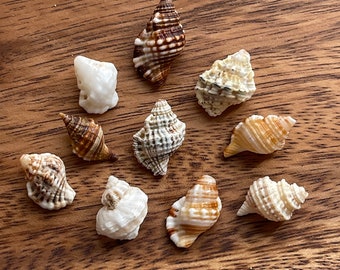 Triton Shells - Etsy